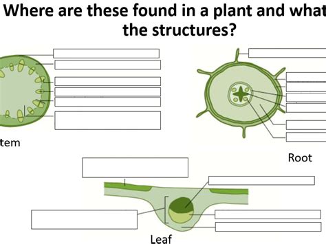 OCR A Level Biology Transport In Plants Teaching Resources