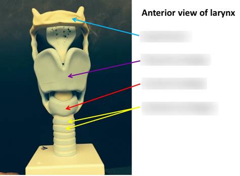 Anterior View Of Larynx Model Diagram Quizlet