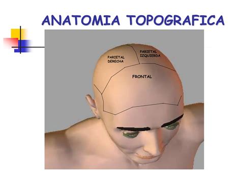 Anatomia Topografica Forense Vertiales Frontales PPT