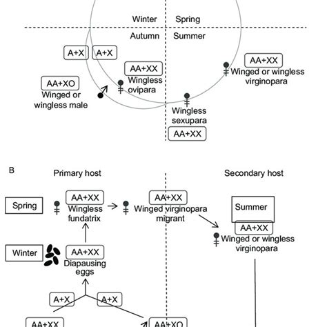 pdf reproductive polyphenism and its advantages in aphids switching between sexual and