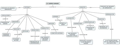 Mapa Conceptual El Cuerpo Humano