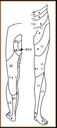 Lab Dermatomes Of Lower Extremity And Nerves Of The Lumbosacral
