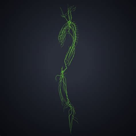 Skelett Mit Arterien Venen Nerven Und Lymphknoten 3D Modell