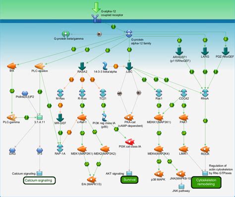 G Protein Signaling G Protein Alpha Signaling Pathway Pathway Map