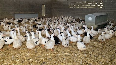 Un nouveau cas de grippe aviaire dans le Cher 48 communes concernées