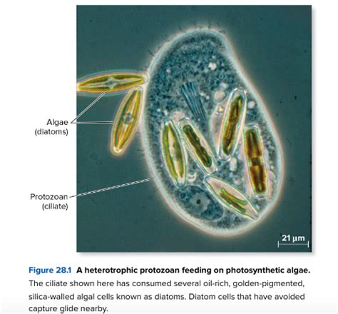 Biology Chapter Flashcards Quizlet