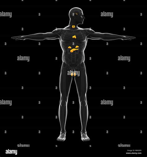 Human Endocrine System Illustration Stock Photo Alamy