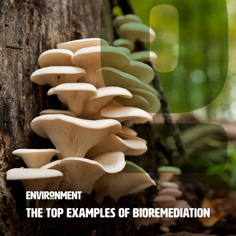 The Top Examples Of Bioremediation Environment Co