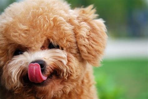 Caniches Toy Características y Cuidados para su Adorable Mascota