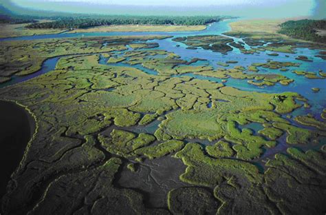 What Is An Estuary Biome