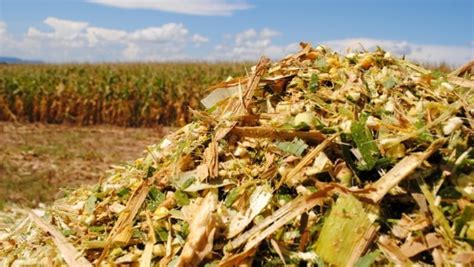 Tudo sobreSILAGEM DE MILHO Produção e cuidados