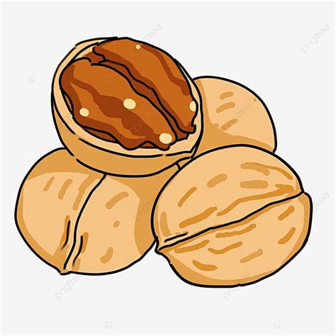 Nuez Cuatro Nueces Frutos Secos Ilustración PNG dibujos Frutos Secos