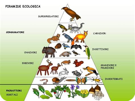 Cadena alimentaria terrestre definición cómo está estructurada y qué