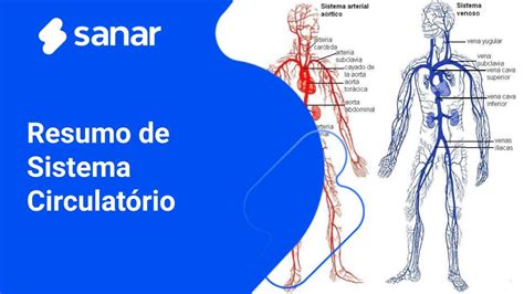 Cuspir Agrad Vel Aqui Sistema Circulatorio Vasos Sanguineos Dissipa O