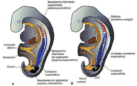 Histologia E Embriologia Sistema Excretor The Best Porn Website