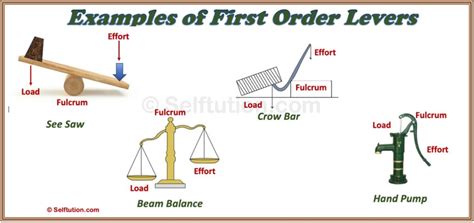 Types Of Levers First Second Third Order Examples Selftution