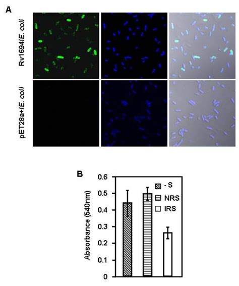 A Immuno Fluorescence Localization Of Rv1694 On E Coli E Coli
