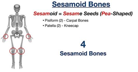 Forensic Anthropology Bone Stuff Flashcards Quizlet