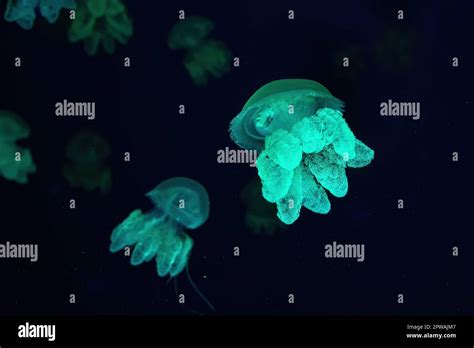 Group Of Green Fluorescent Jellyfish Swimming Underwater Aquarium Pool