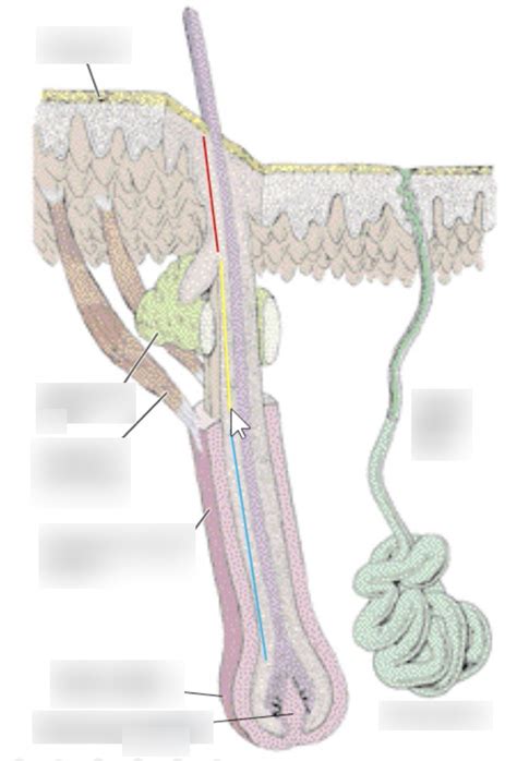 Label Hair Follicle Regions Diagram Quizlet