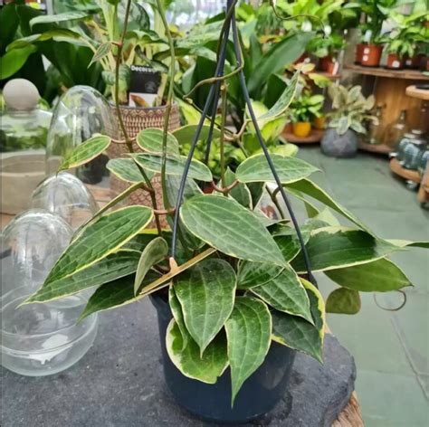 Hoya Macrophylla Houseplant Central