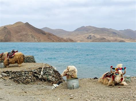 A Yaks Next To Yamdrok Tso Lake Largest Holy Lake In Tibet Stock Image