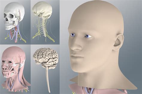 Human Head Anatomy Model