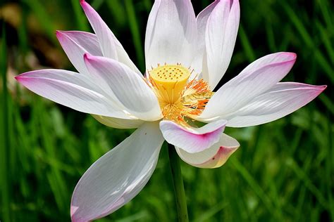 Kwiat Lotosu Lotos Darmowe Zdj Cie Na Pixabay