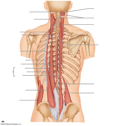 Lab 5 Posterior View Of Muscles Diagram Quizlet