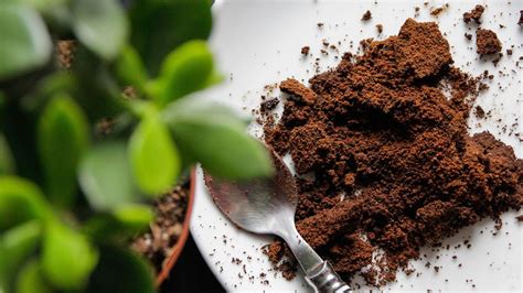 8 formas ingeniosas de reutilizar los posos de café usados
