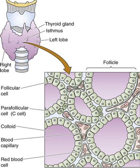 Thyroid Gland Microscopic Structure