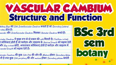 Vascular Cambium Structure And Functions In Hindi YouTube