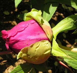 Strauch Päonie Blüte purpurrot Paeonia suffruticosa Galerie Album