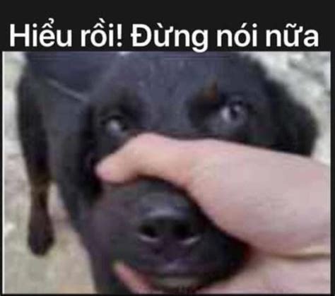 Hiểu rồi đừng nói nữa Lấy tay giữ mồm chó Ảnh Chế Meme