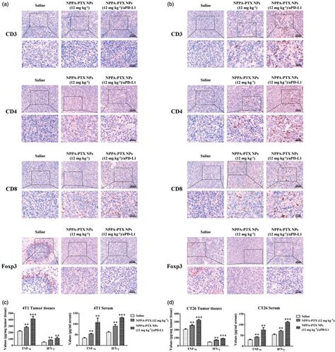 Immune Response Induced By NPPA PTX NPs Combined With APD L1 Antibody