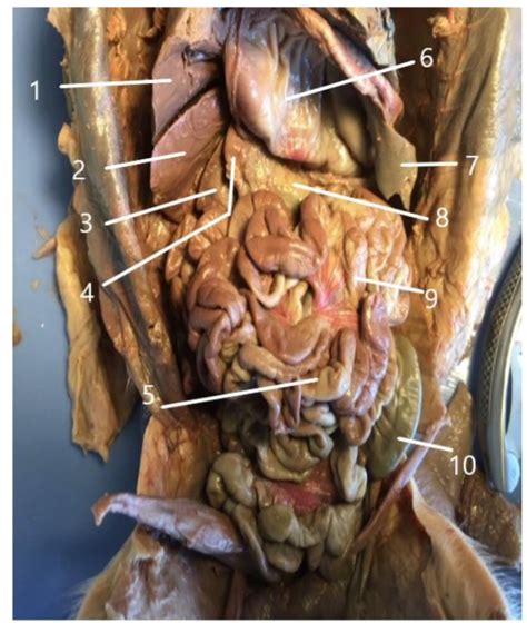 Pig Stomach Pig Digestive System Diagram Quizlet