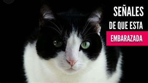 COMO SABER SI MI GATA ESTA EMBARAZADA 5 señales YouTube