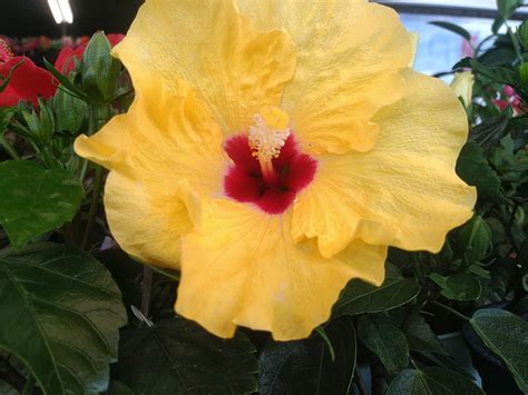 On Twitter Rt Omiya Flower
