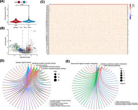 Differential Expression Analysis And Functional Enrichment Analysis A