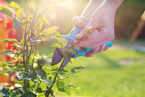 Planter Et Cultiver Un Rosier Guide Utile La Pause Jardin
