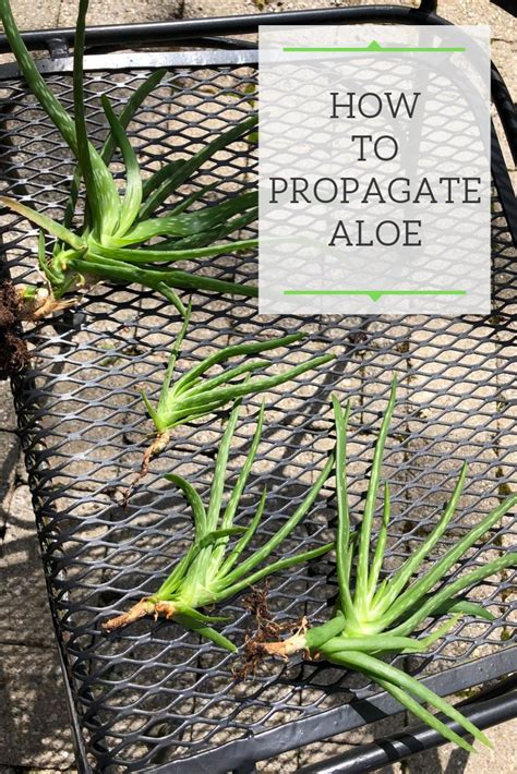 How To Propagate Aloe Plants In A Wire Basket With Text Overlay That