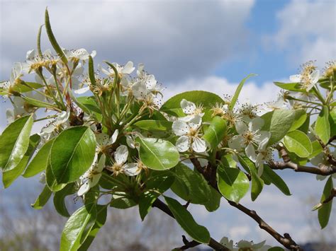 Free Images Tree Nature Branch Blossom Fruit Leaf Flower