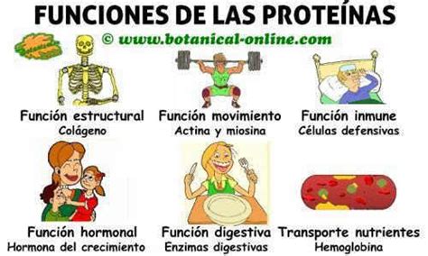Funciones De Las Prote Nas