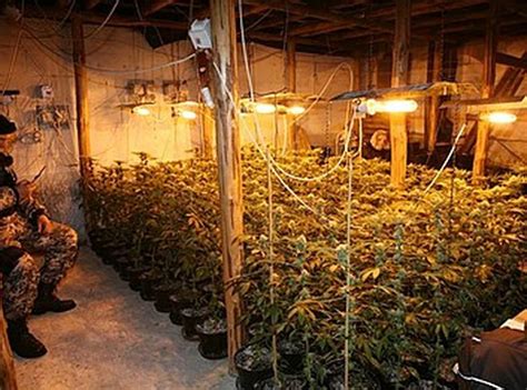 Policja Zlikwidowa A Dwie Plantacje Marihuany Dziennik Pl