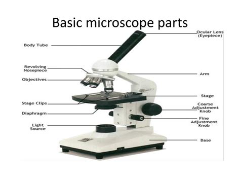 Ppt Microscope Parts And Functions Powerpoint Presentation Free