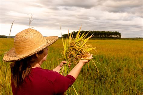 Colheita do arroz orgânico no Rio Grande do Sul RS 2021 MST