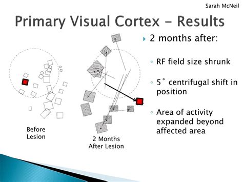 ppt receptive field dynamics in adult primary visual cortex powerpoint presentation id 1936466