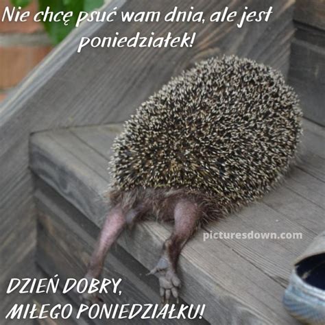 Kartka dzień dobry w poniedziałek śmieszne jeż picturesdown