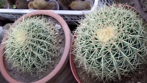 Cactus Asiento De Suegra Cactus Suculentas Suegra