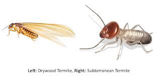 Be Aware Of These 4 Differences Between Drywood And Subterranean